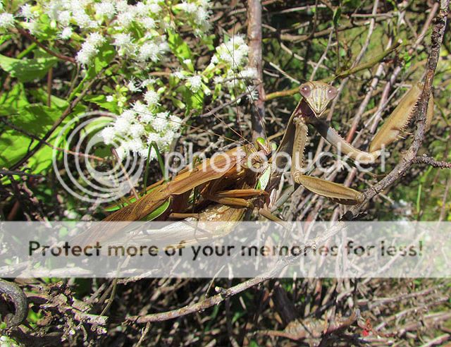 Mantis Mating Ball? - Field Herp Forum