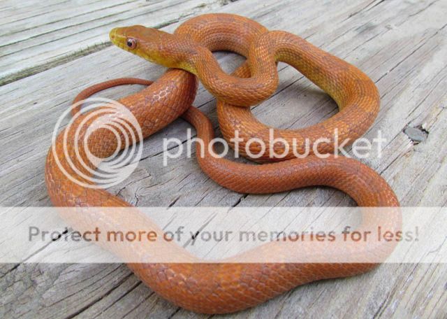 Kingsnake.com - Herpforum - Everglades Rat Snake