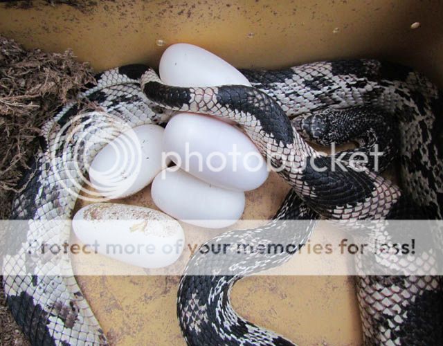 Northern Pine Laying Eggs Today - Field Herp Forum