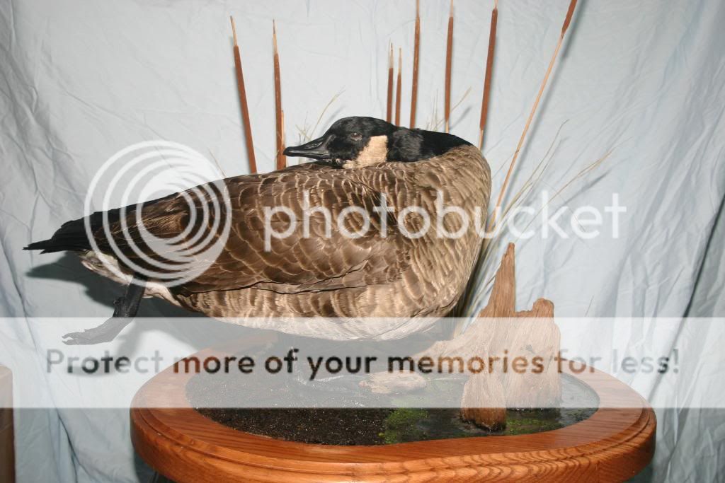 Canada goose mount | New Jersey Hunters