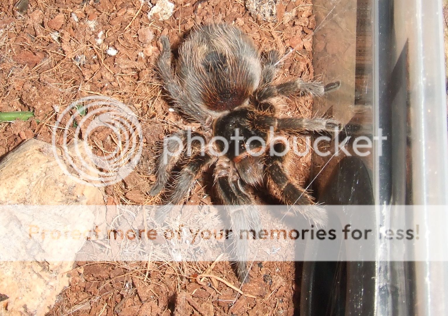 Dwarf Tarantulas | Tarantula Forum