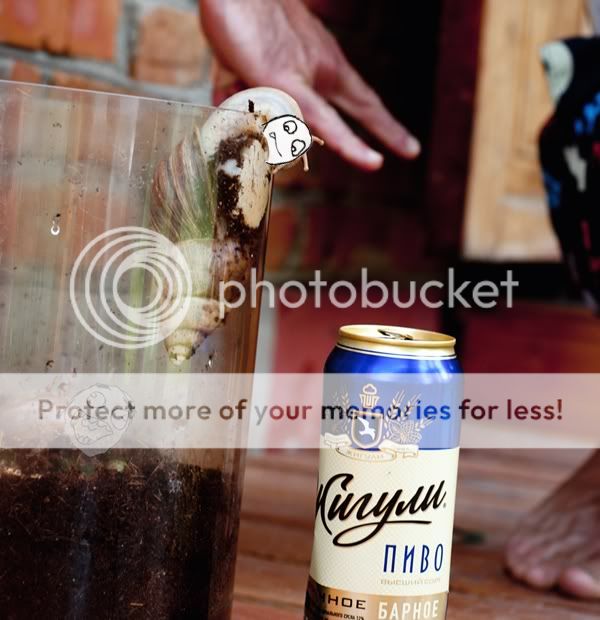 Snail Challenge Accepted! | Пикабу