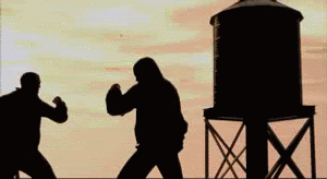 Signatar Collections