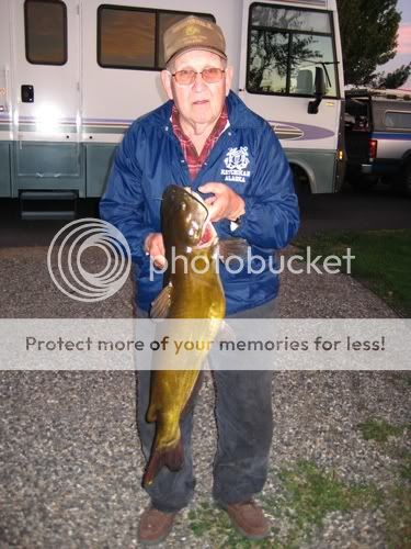 2 foot Yellow Catfish Caught lower willamette | IFish Fishing Forum