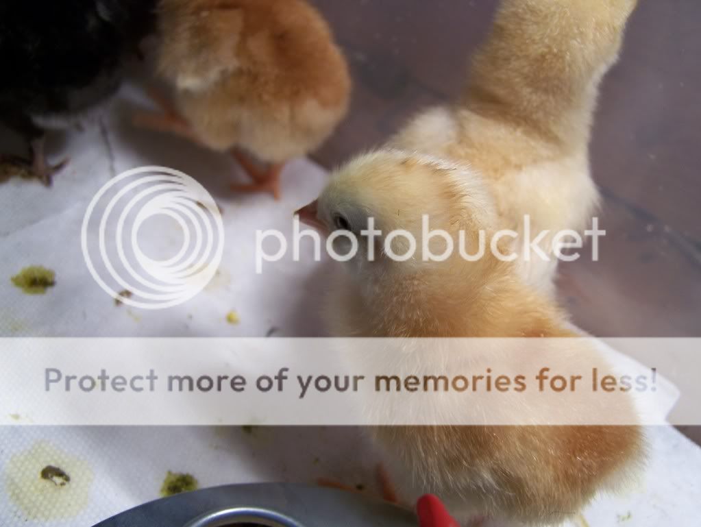 Central Missouri Hatchery- Griffith Poultry Farm | BackYard Chickens ...