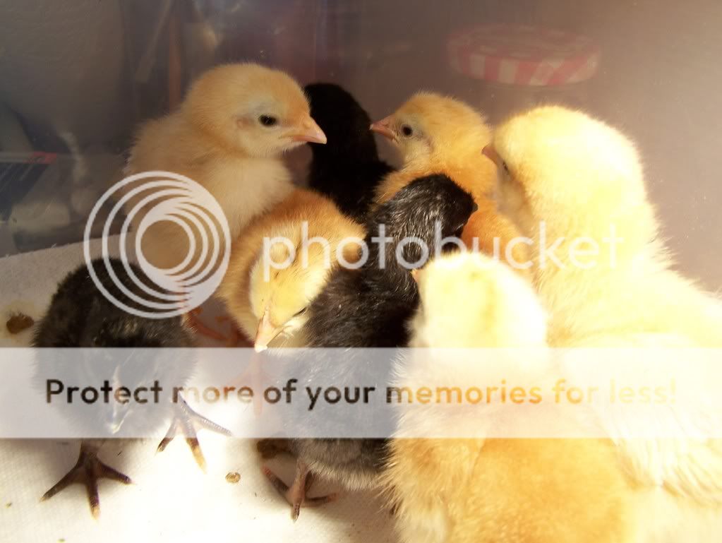 Central Missouri Hatchery- Griffith Poultry Farm | BackYard Chickens ...